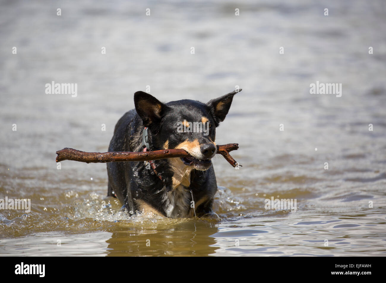 Dog playing fetch Stock Photo - Alamy