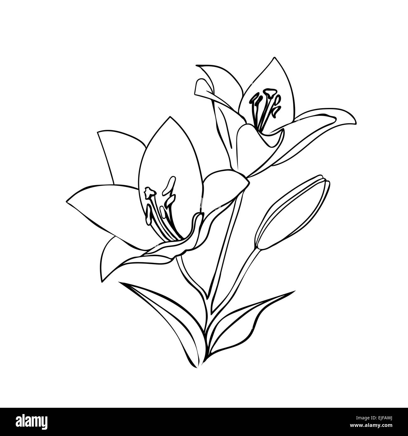 Flowers of lily Cut Out Stock Images & Pictures - Alamy