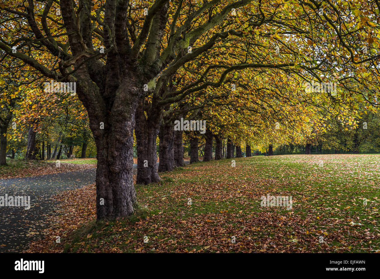 Dead trees in line hi-res stock photography and images - Alamy