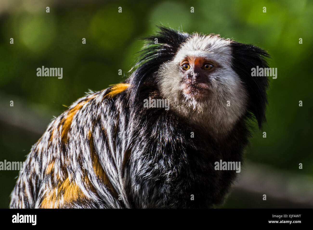 Portrait of a little monkey Stock Photo - Alamy