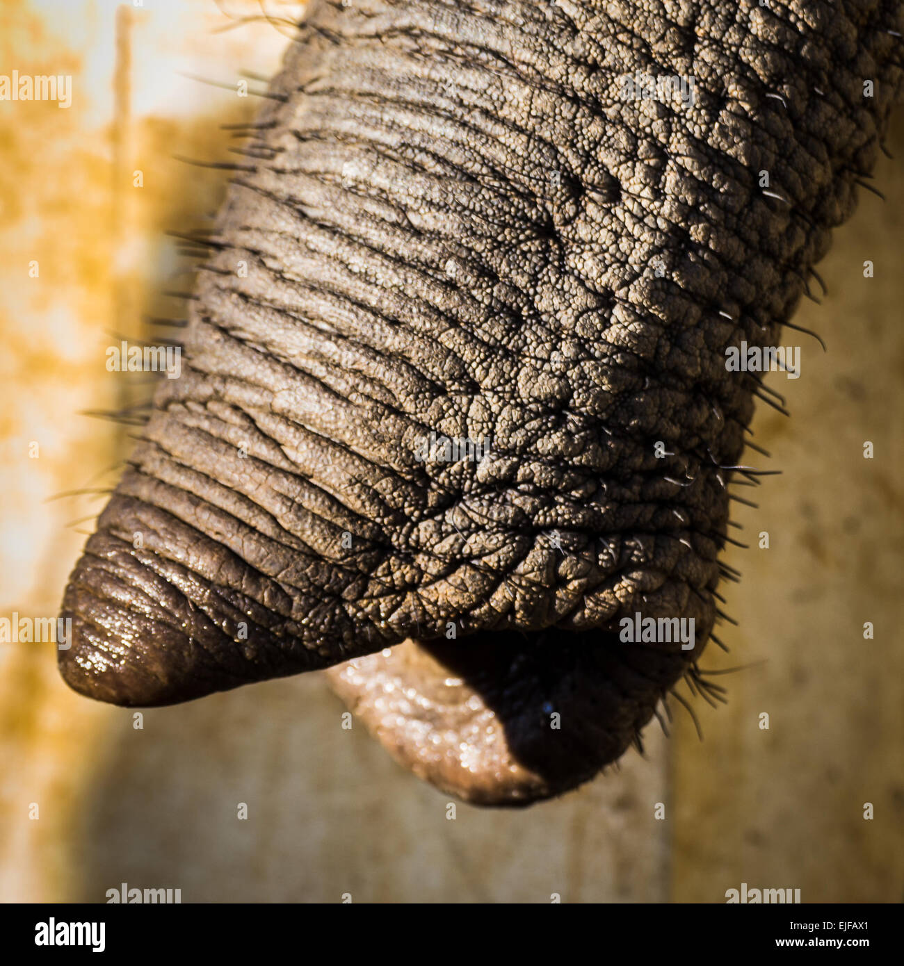 African elephant's trunk Stock Photo - Alamy