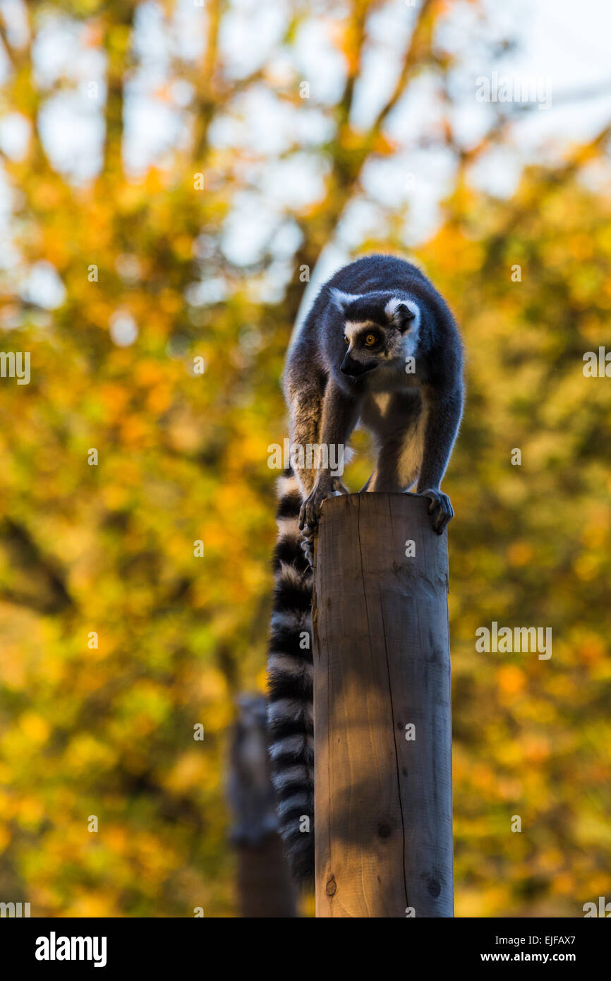 Ring tailed lemur up high Stock Photo - Alamy