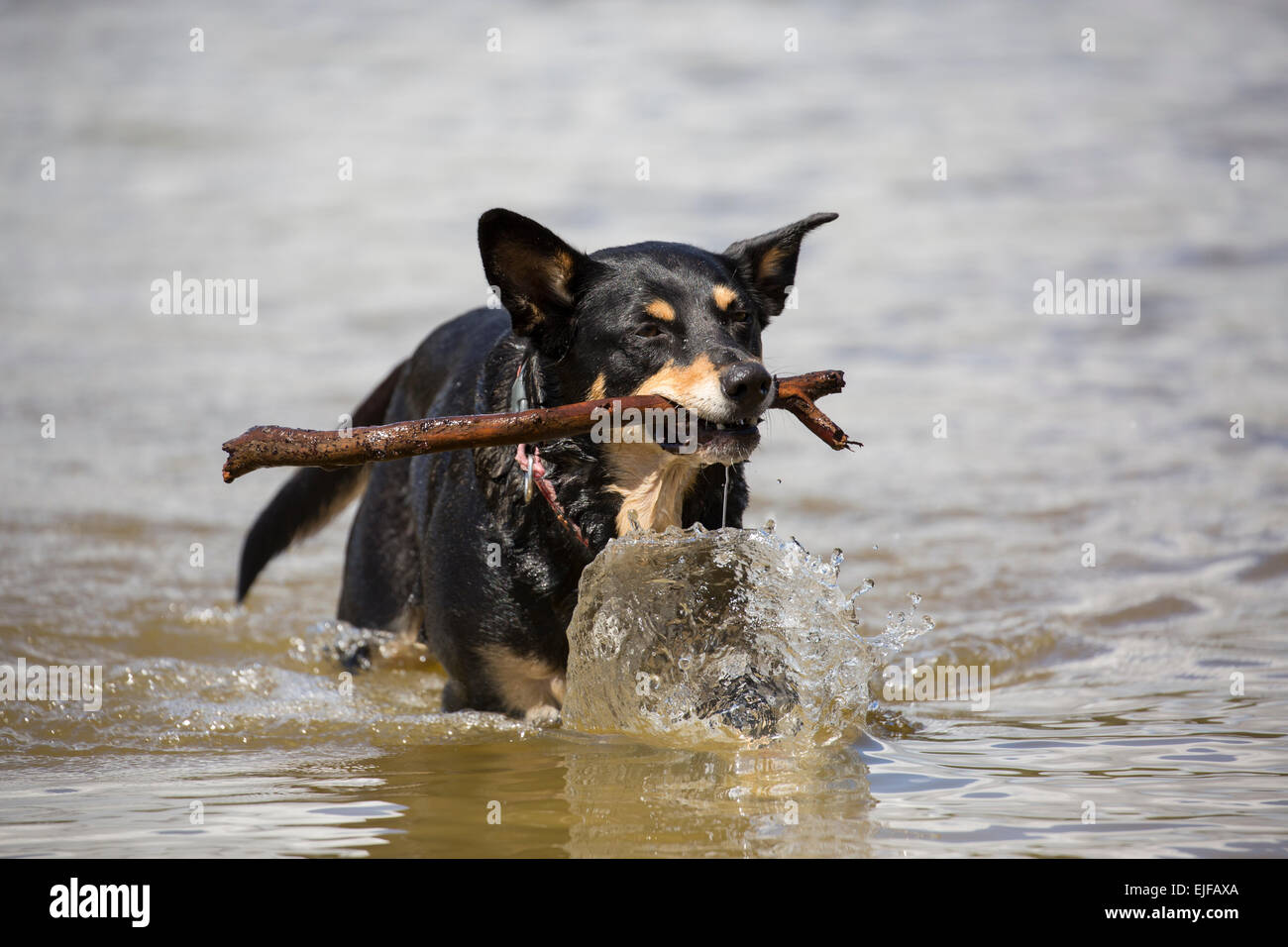 Dog playing fetch Stock Photo - Alamy
