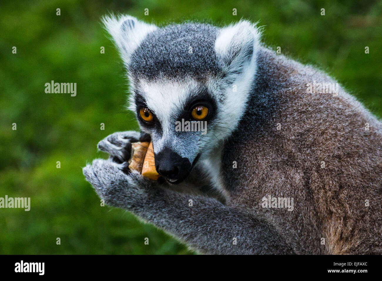 Ring tailed lemur eating Stock Photo - Alamy