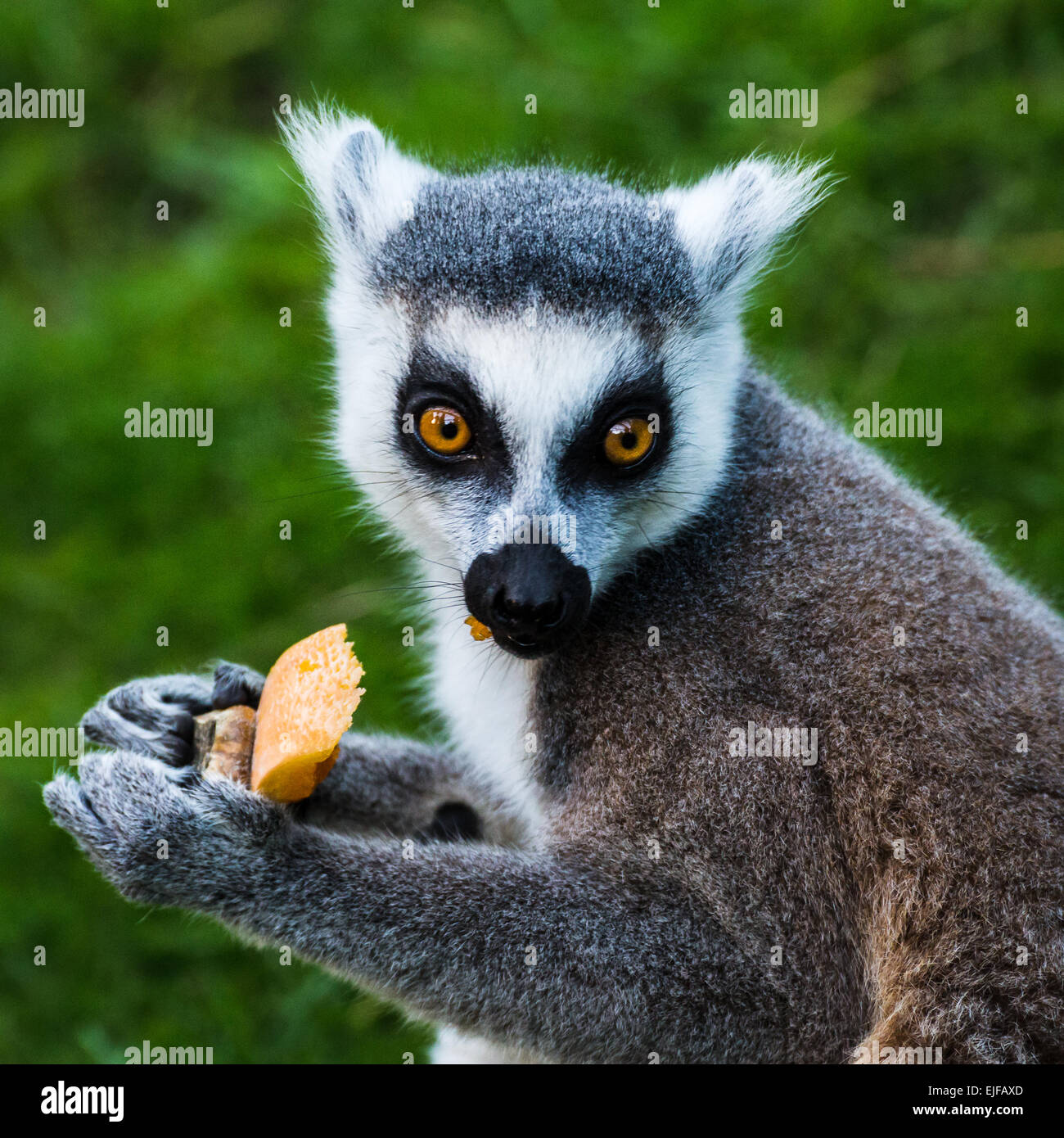Ring tailed lemur eating Stock Photo - Alamy