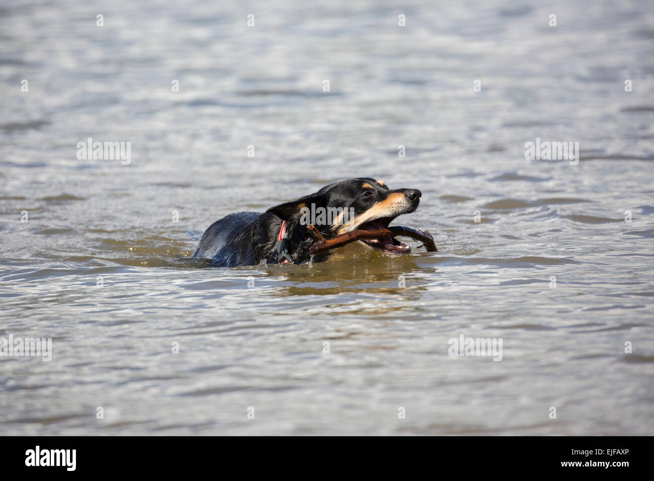 Dog playing fetch Stock Photo - Alamy