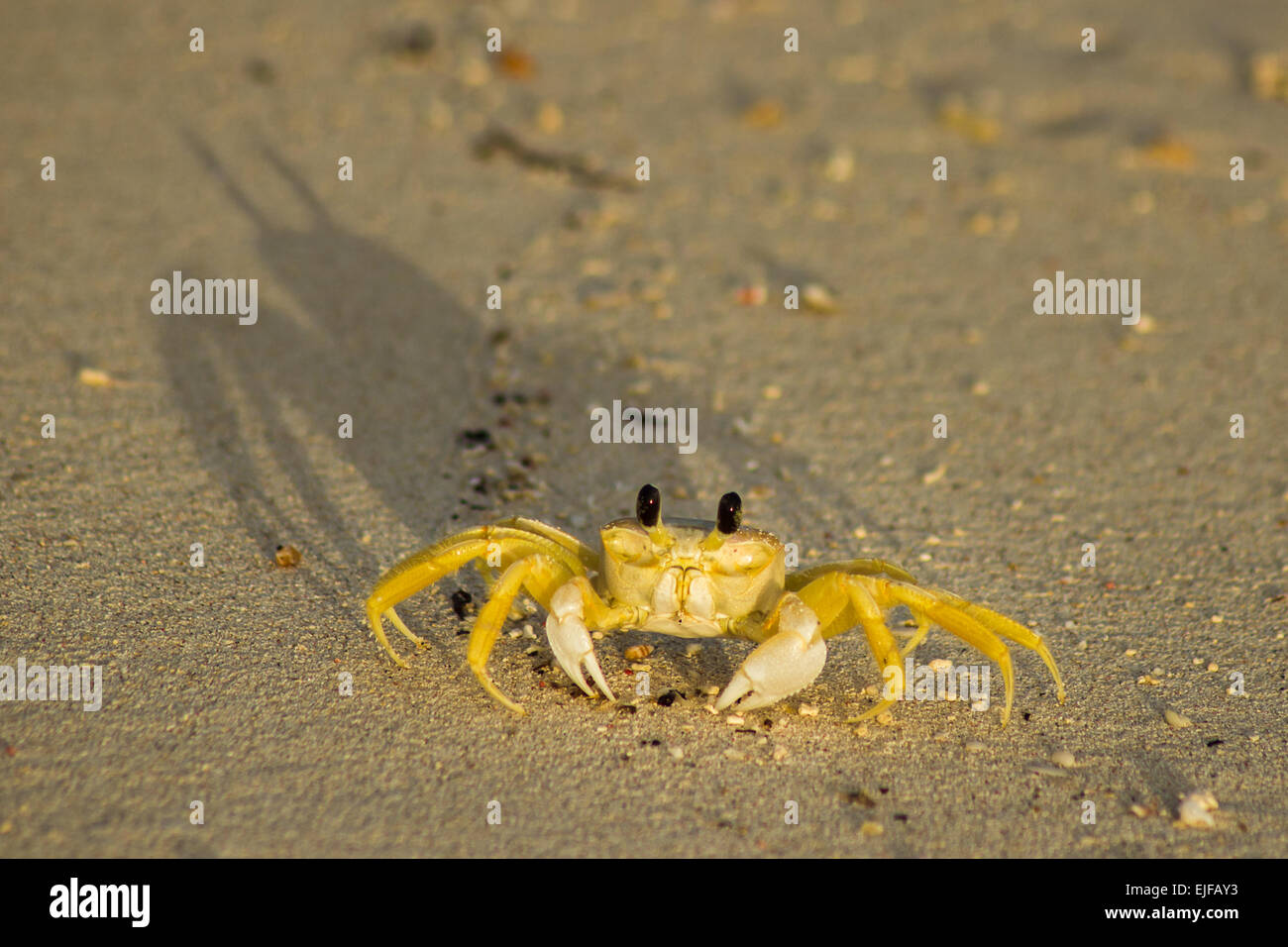 Sand Crabs