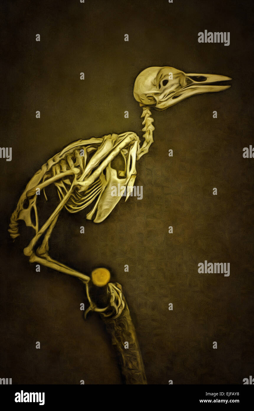 Jay skeleton (lat. Garrulus) - genus of birds of the family Corvidae ...