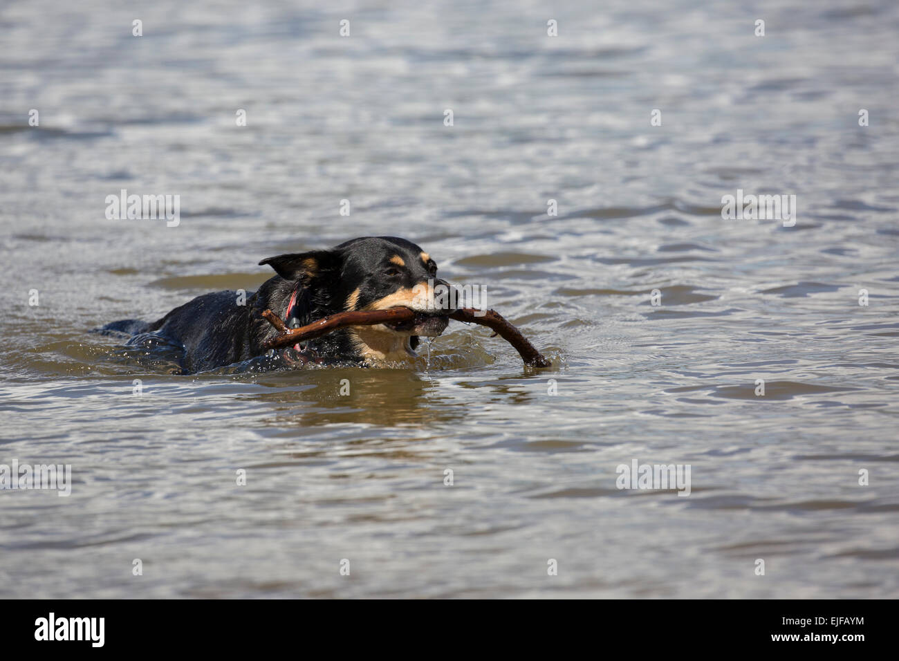 Dog playing fetch Stock Photo - Alamy