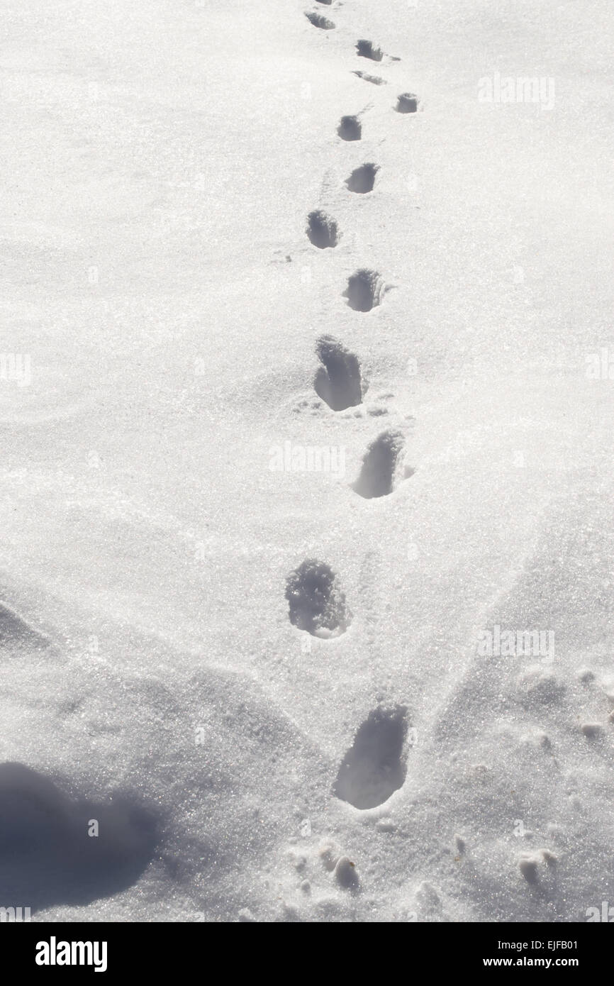 Shoe prints in the fresh winter snow as people travel to work Stock ...
