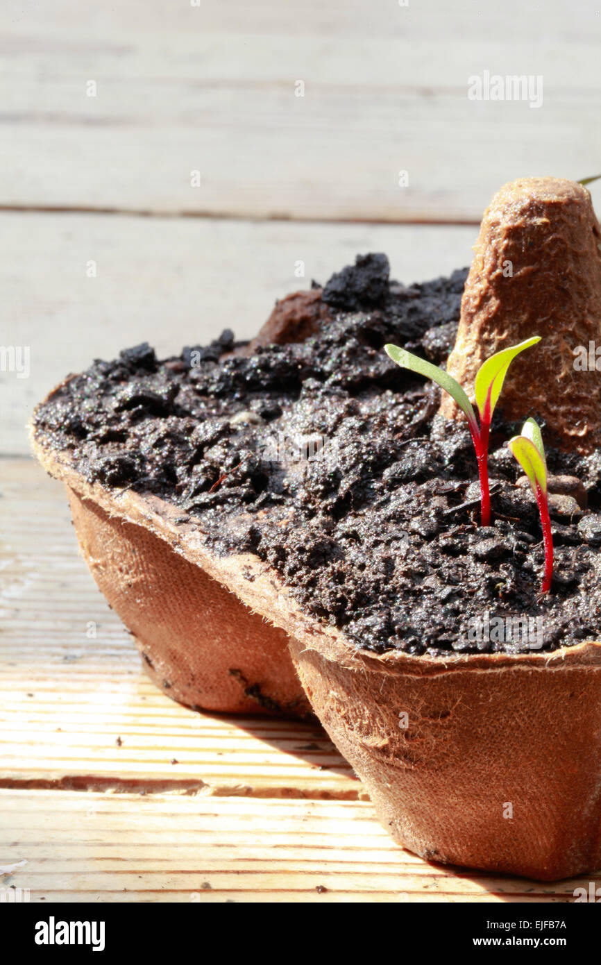 Beetroot seedlings pot hi-res stock photography and images - Alamy