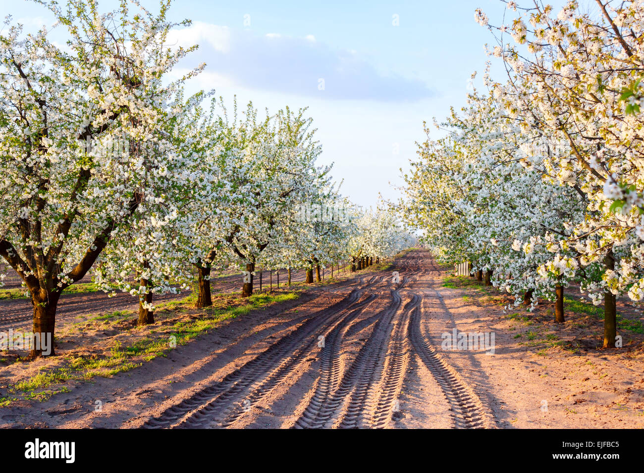 Beautiful blooming of cherry trees in spring. Hungary Stock Photo - Alamy