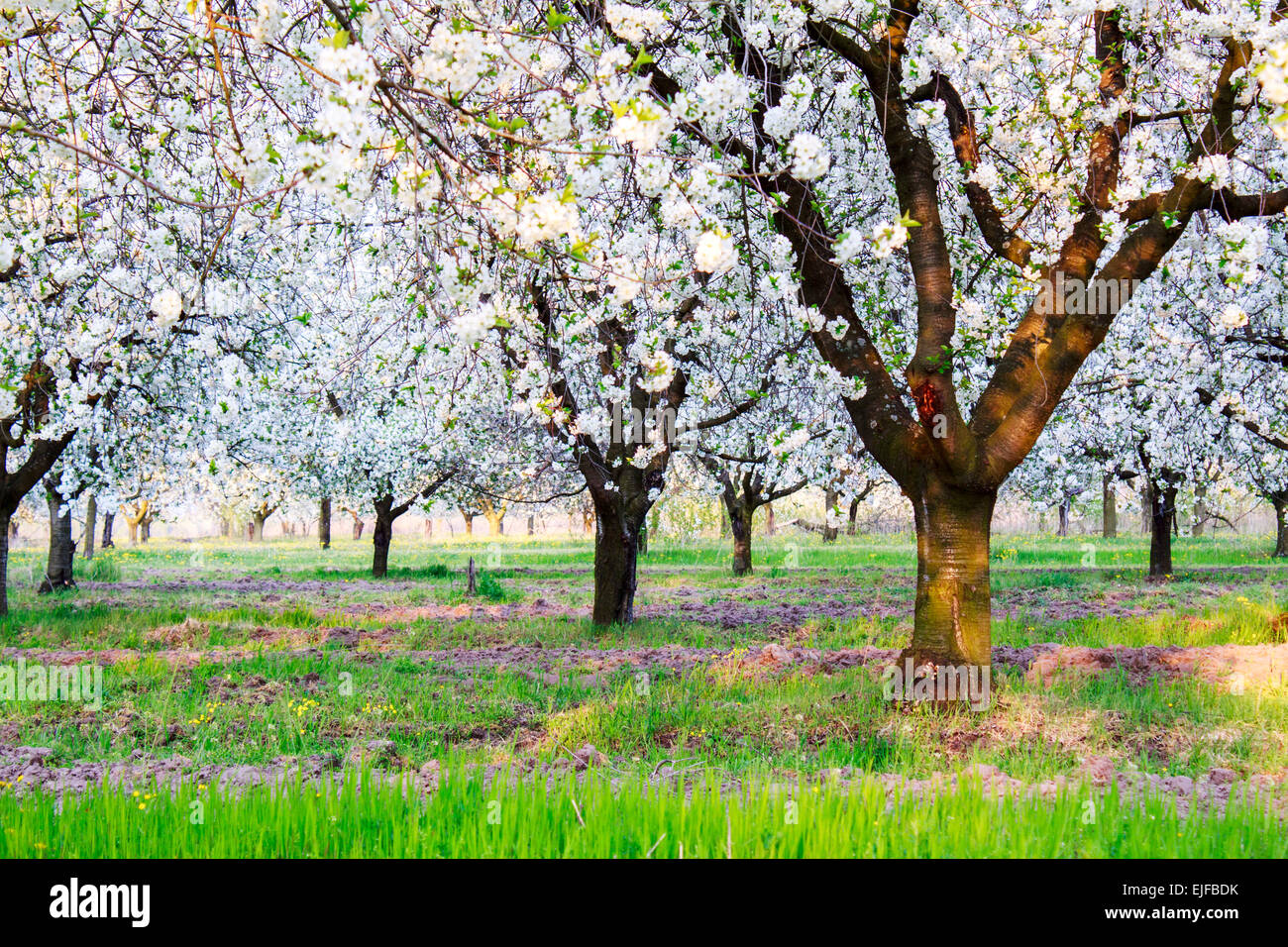 Beautiful blooming of cherry trees in spring. Hungary Stock Photo - Alamy