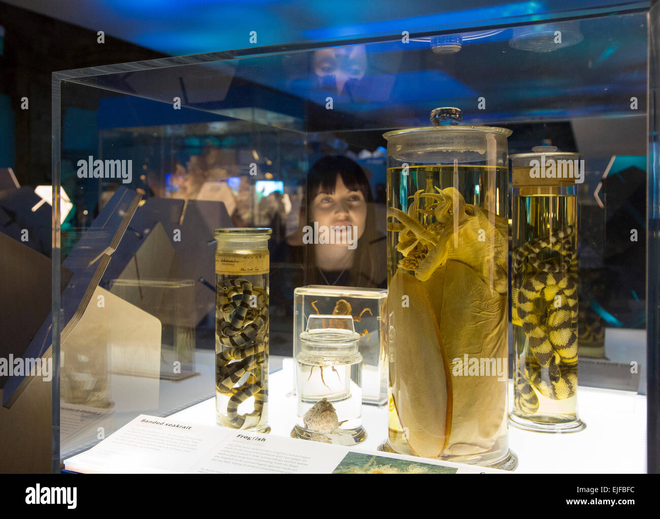 Specimen jars museum of hi-res stock photography and images - Alamy