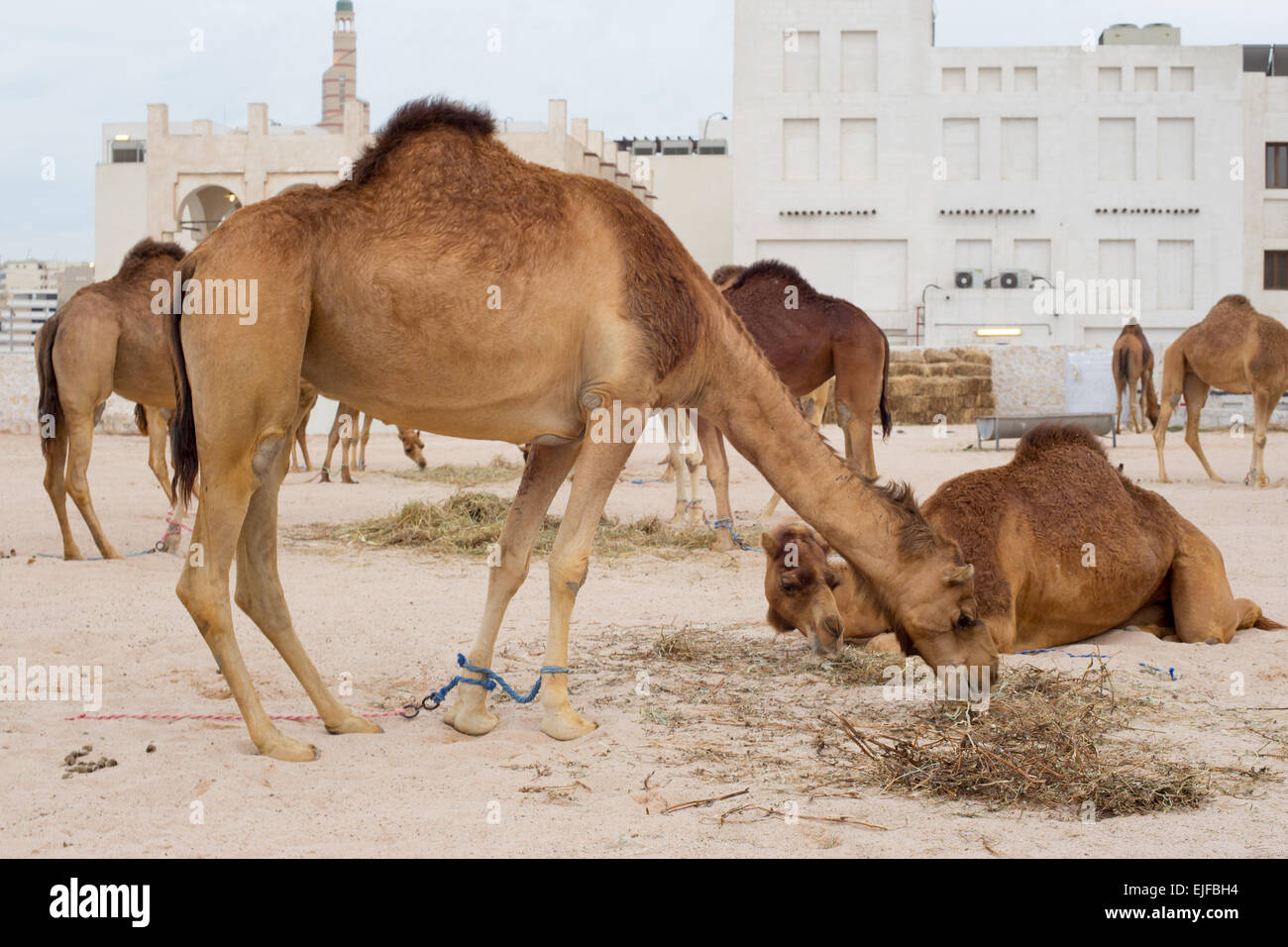 Camels feeding in a Government paddock in Souq Waqif, Doha, Qatar. The ...