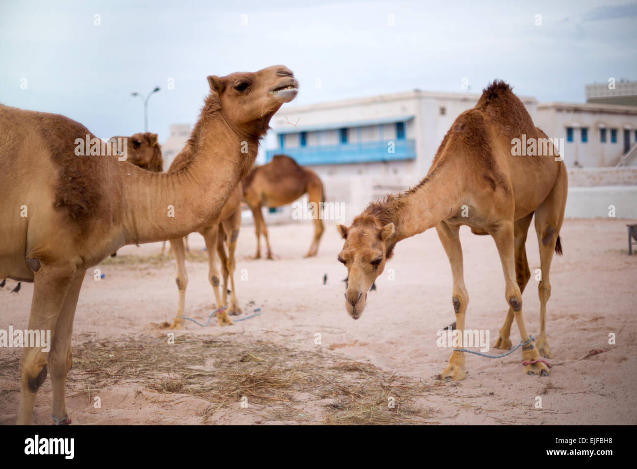 Camels feeding in a Government paddock in Souq Waqif, Doha, Qatar. The ...