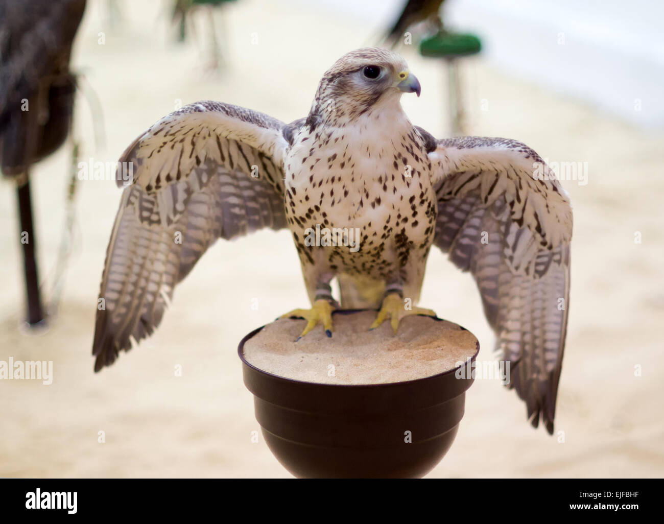 A peregrine falcon on its perch in Souq Waqif, Doha, Qatar, with its ...