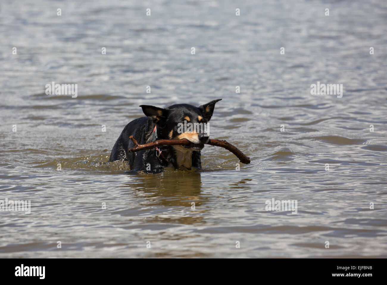 Playing stick fetch hi-res stock photography and images - Alamy