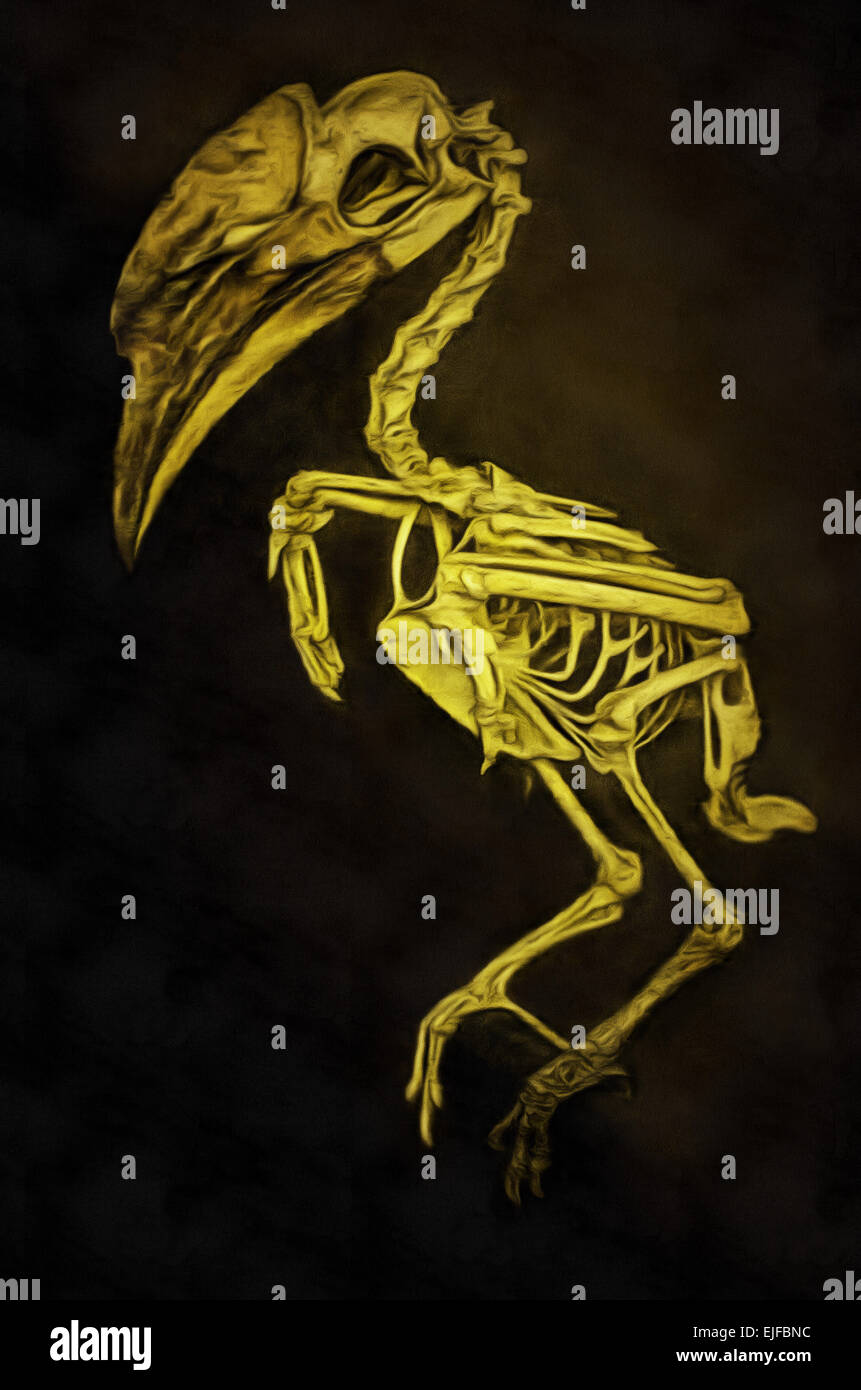 Skeleton hornbill hi-res stock photography and images - Alamy