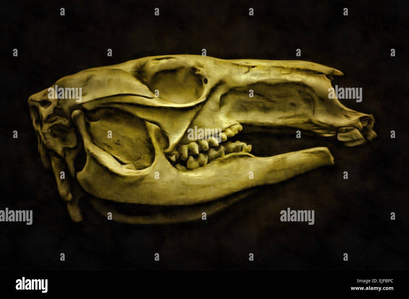 Kangaroo skull hi-res stock photography and images - Alamy