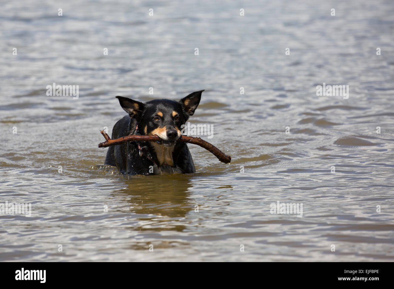 Dog playing fetch Stock Photo - Alamy