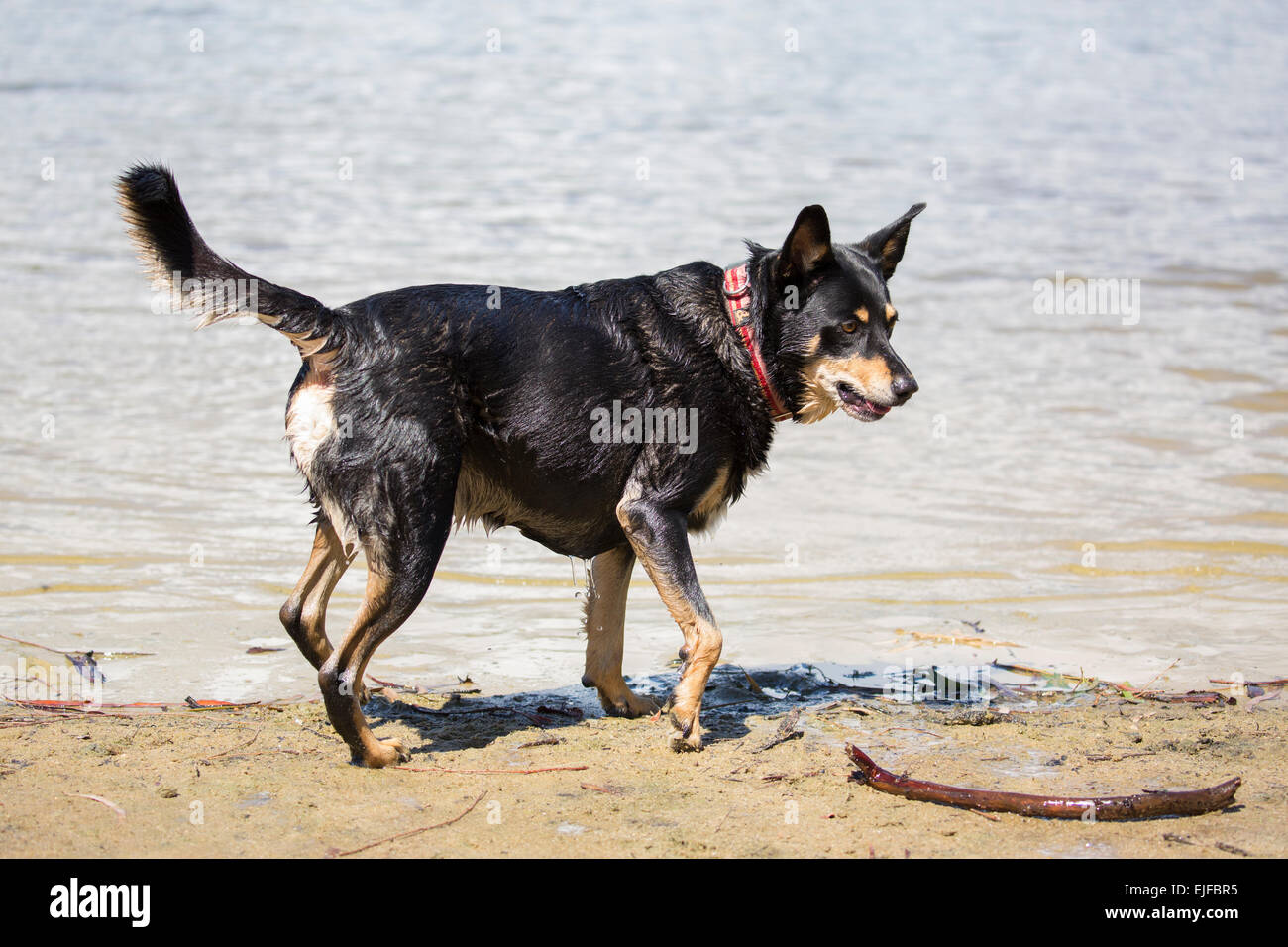 Dog playing fetch Stock Photo - Alamy