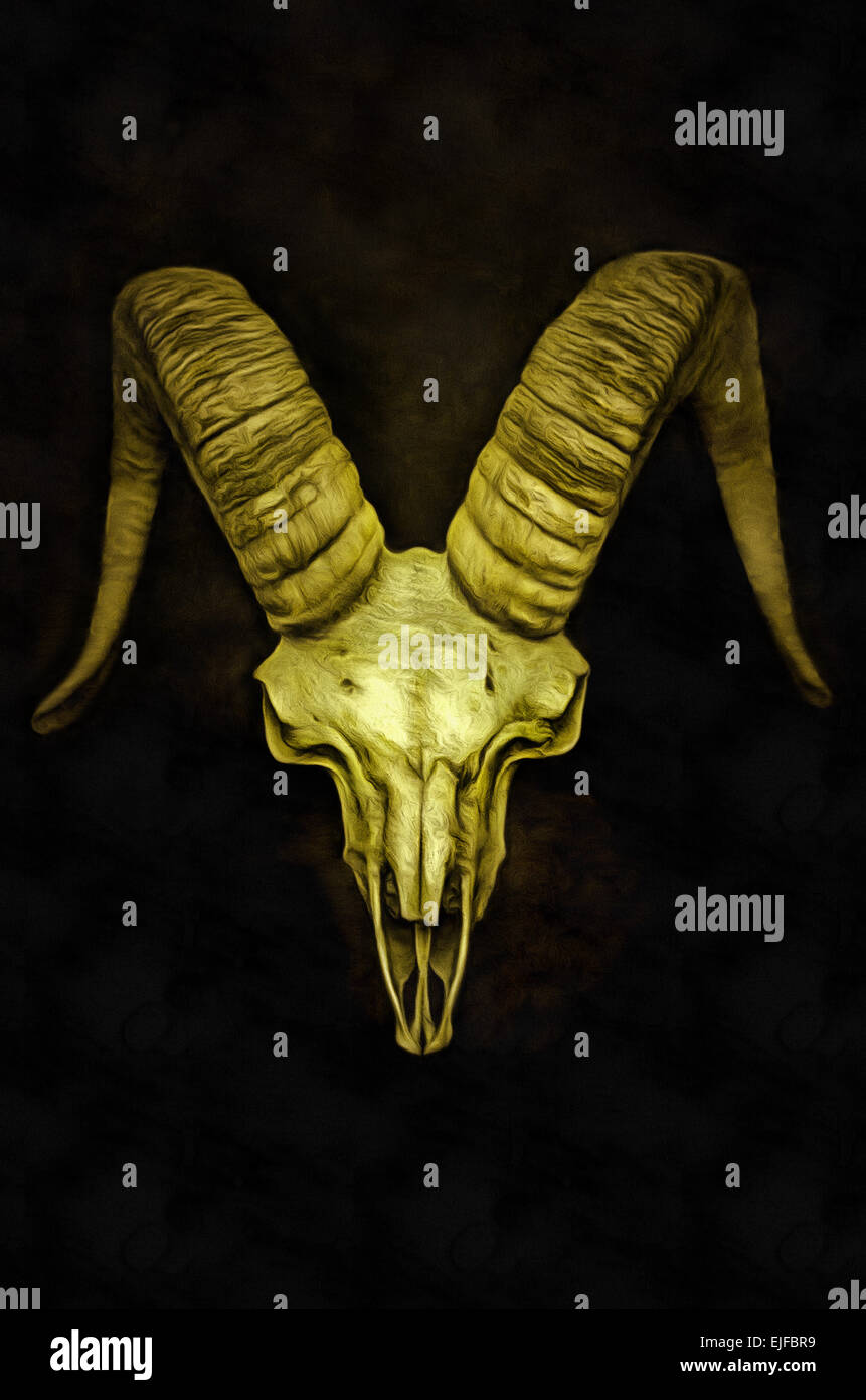 Ovis nivicola image hi-res stock photography and images - Alamy