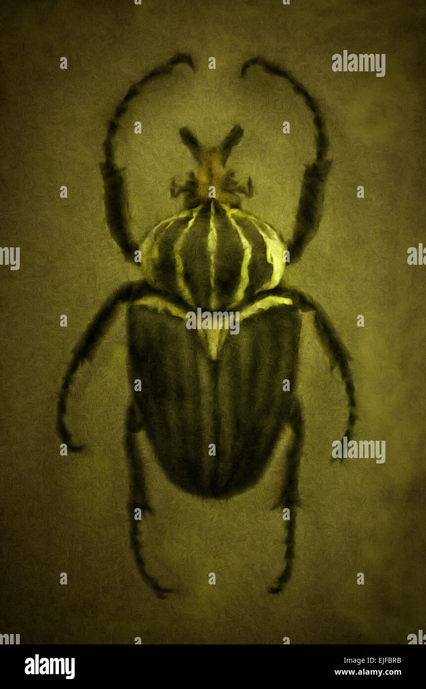 Goliathus Goliathus High Resolution Stock Photography and Images - Alamy
