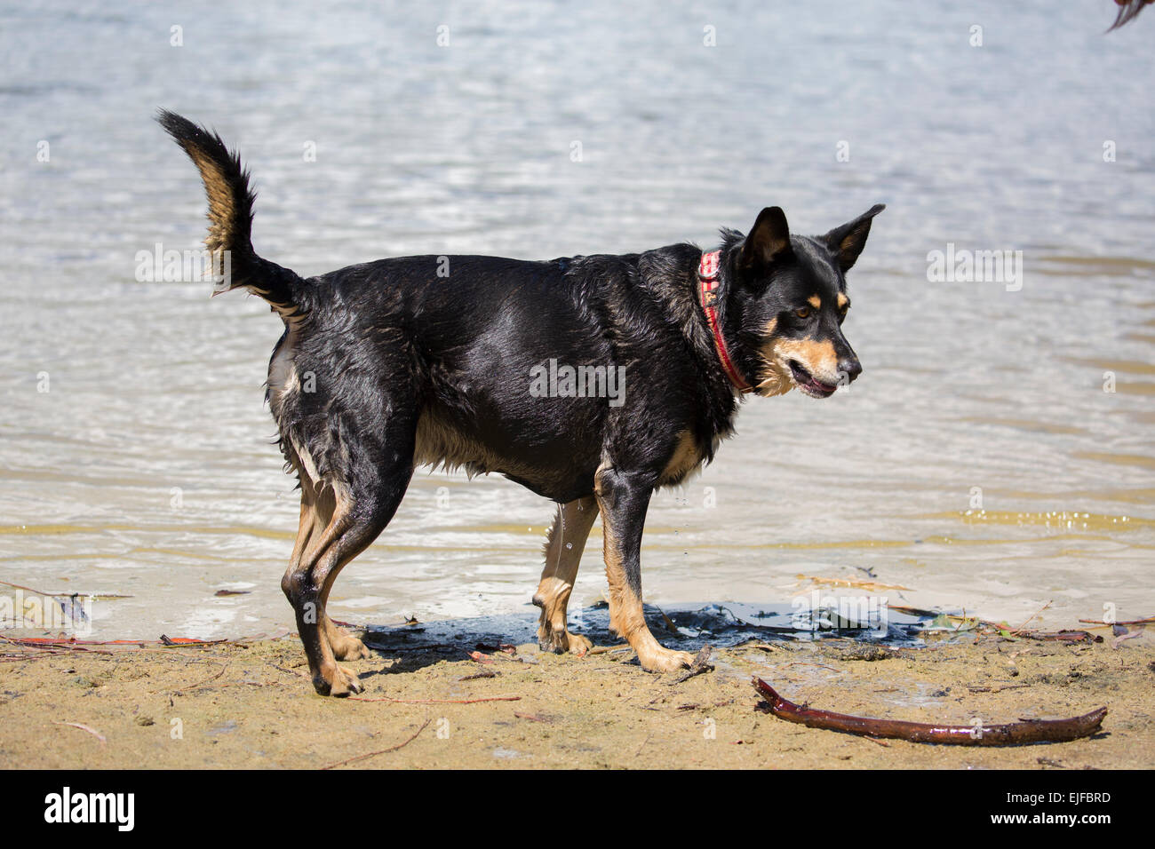 Dog playing fetch Stock Photo - Alamy