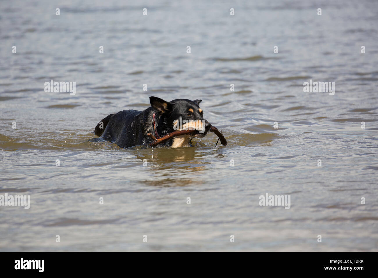 Dog playing fetch Stock Photo - Alamy