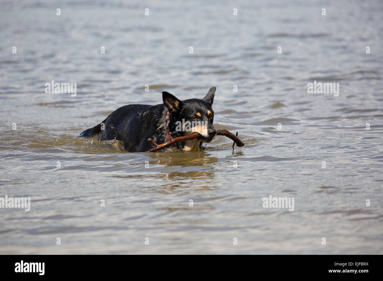 Dog playing fetch Stock Photo - Alamy