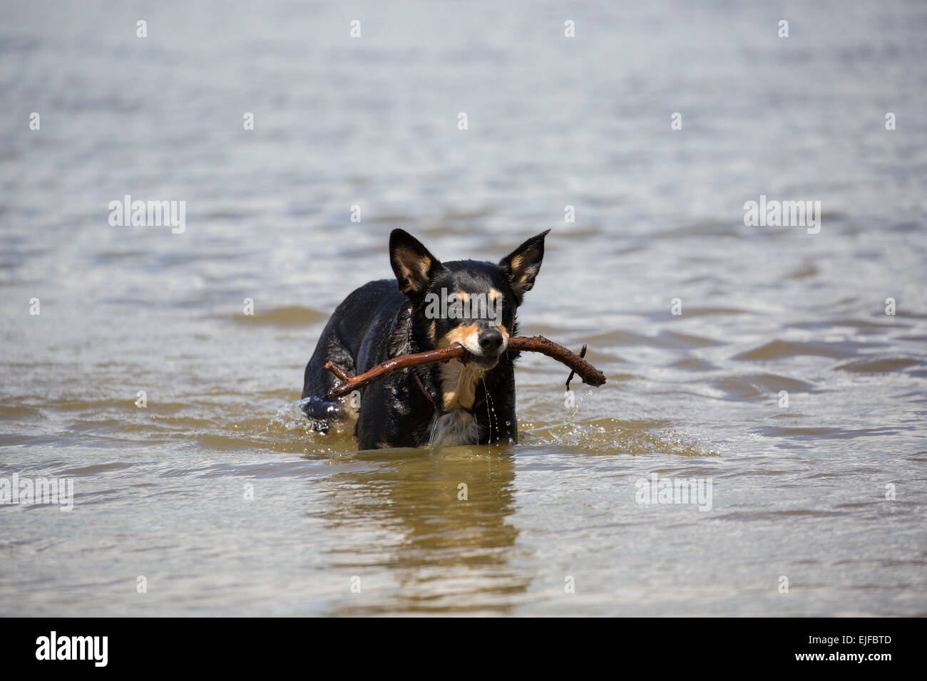 Playing stick fetch hi-res stock photography and images - Alamy