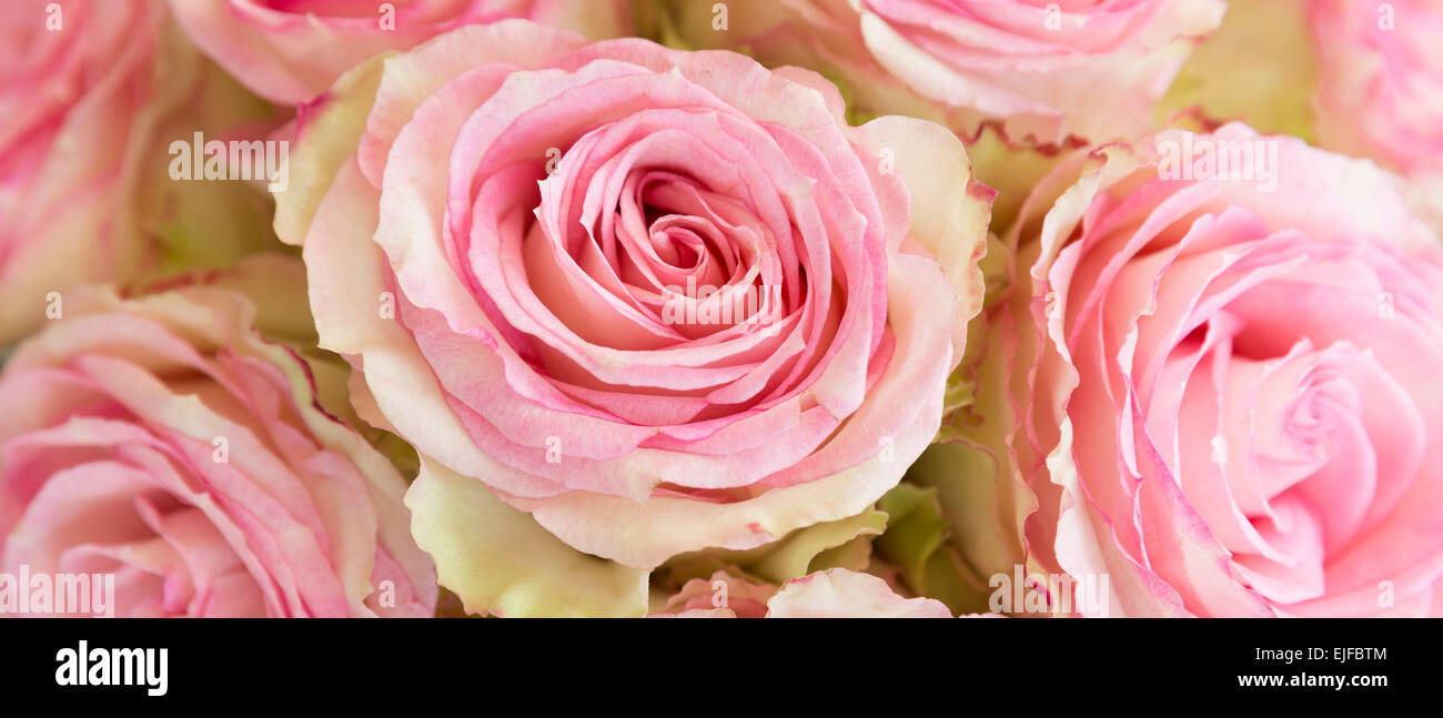 Lace-edged pastel pink roses in an elegant bouquet Stock Photo - Alamy