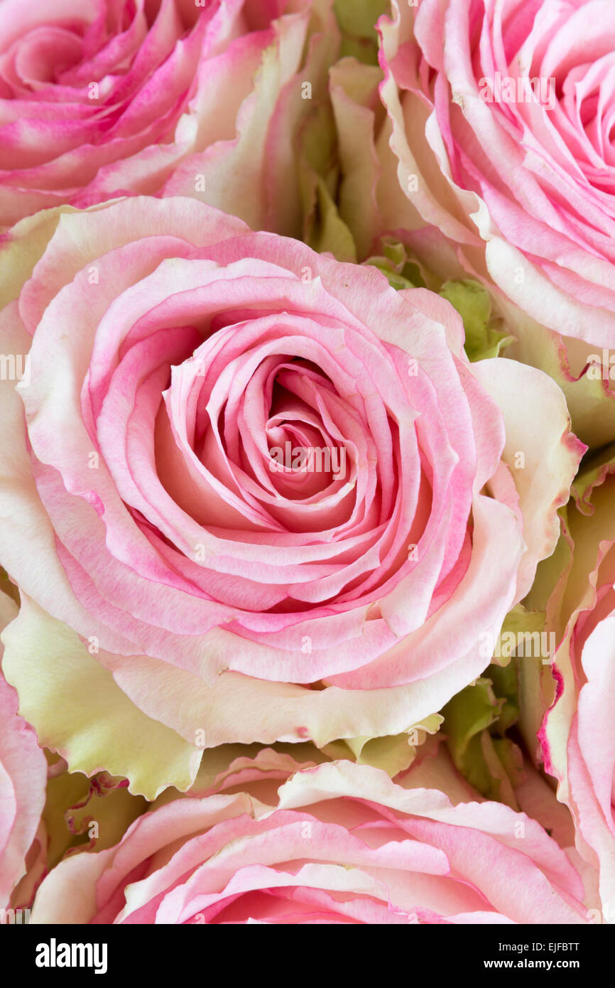 Lace-edged pastel pink roses in an elegant bouquet Stock Photo - Alamy