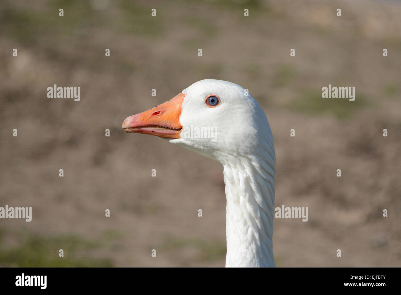 Goose close up Stock Photo - Alamy