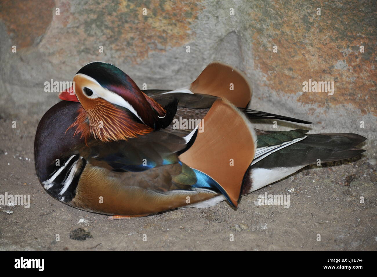Alive duck hi-res stock photography and images - Alamy
