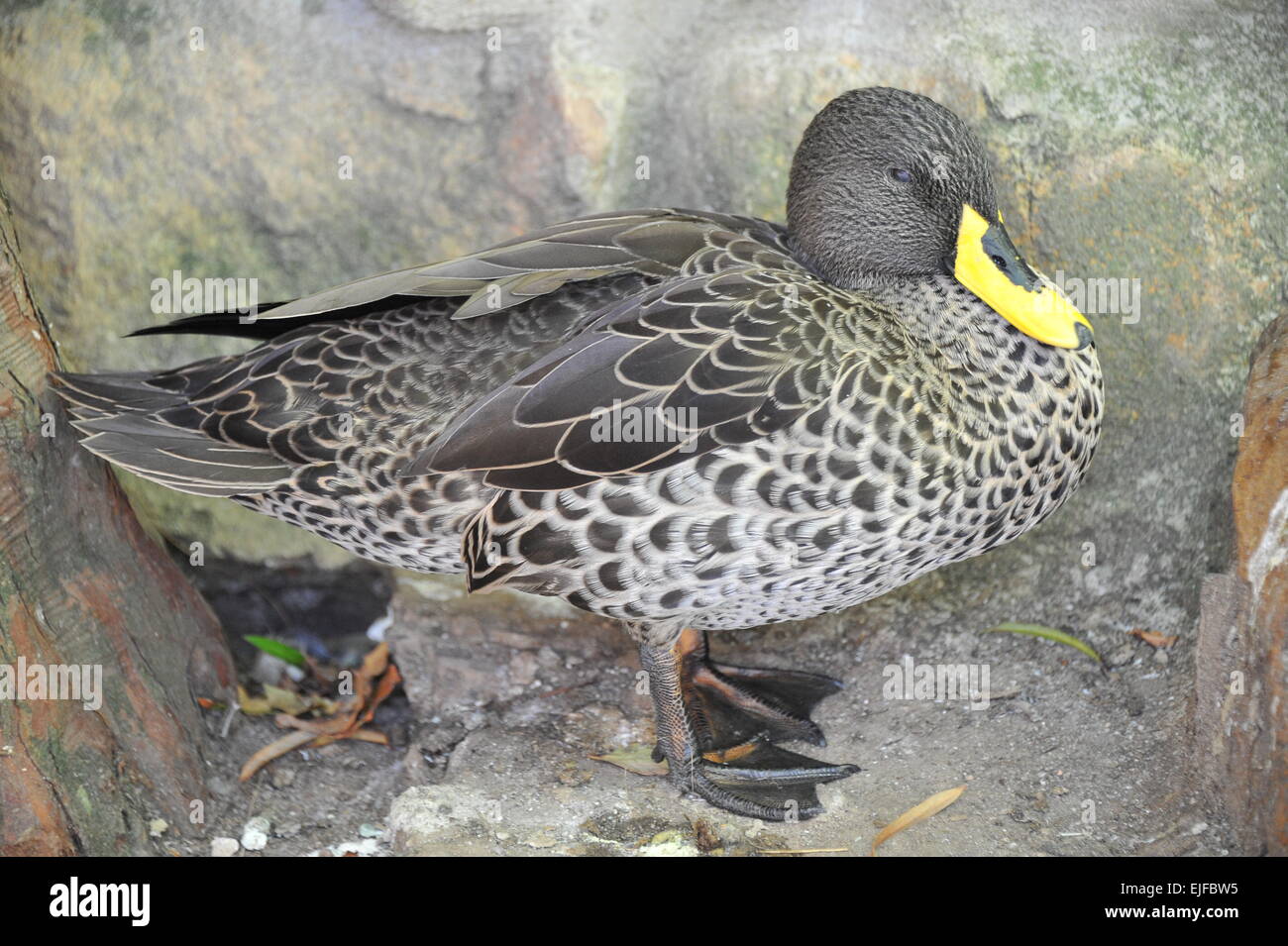 Alive duck hi-res stock photography and images - Alamy
