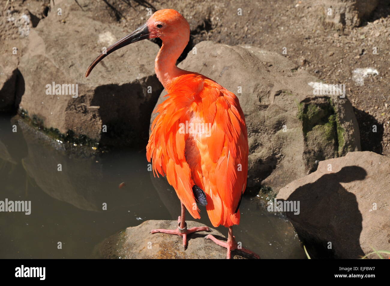 Wild hadeda ibis hi-res stock photography and images - Alamy
