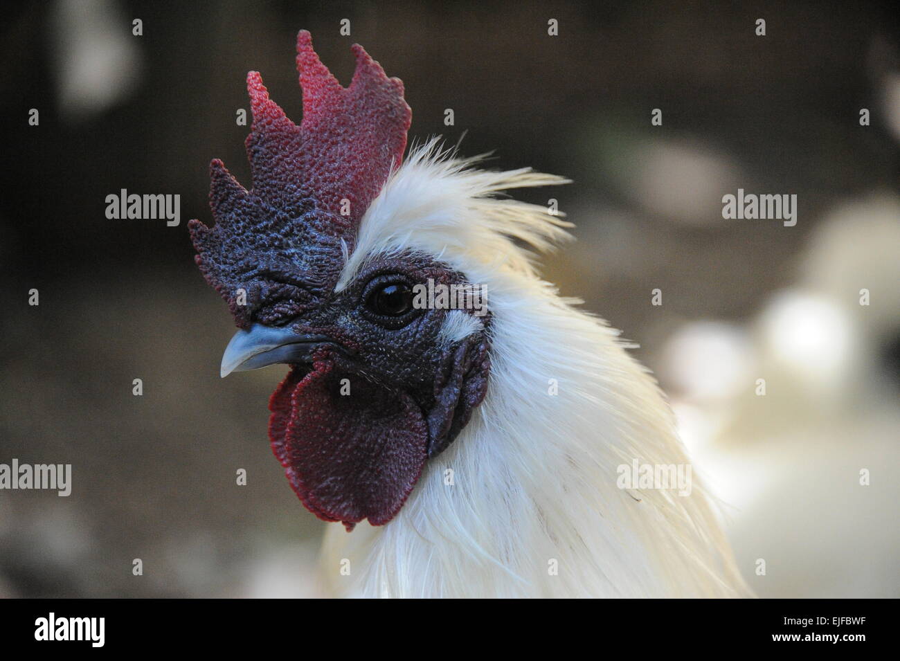 Good morning rooster Stock Photo - Alamy