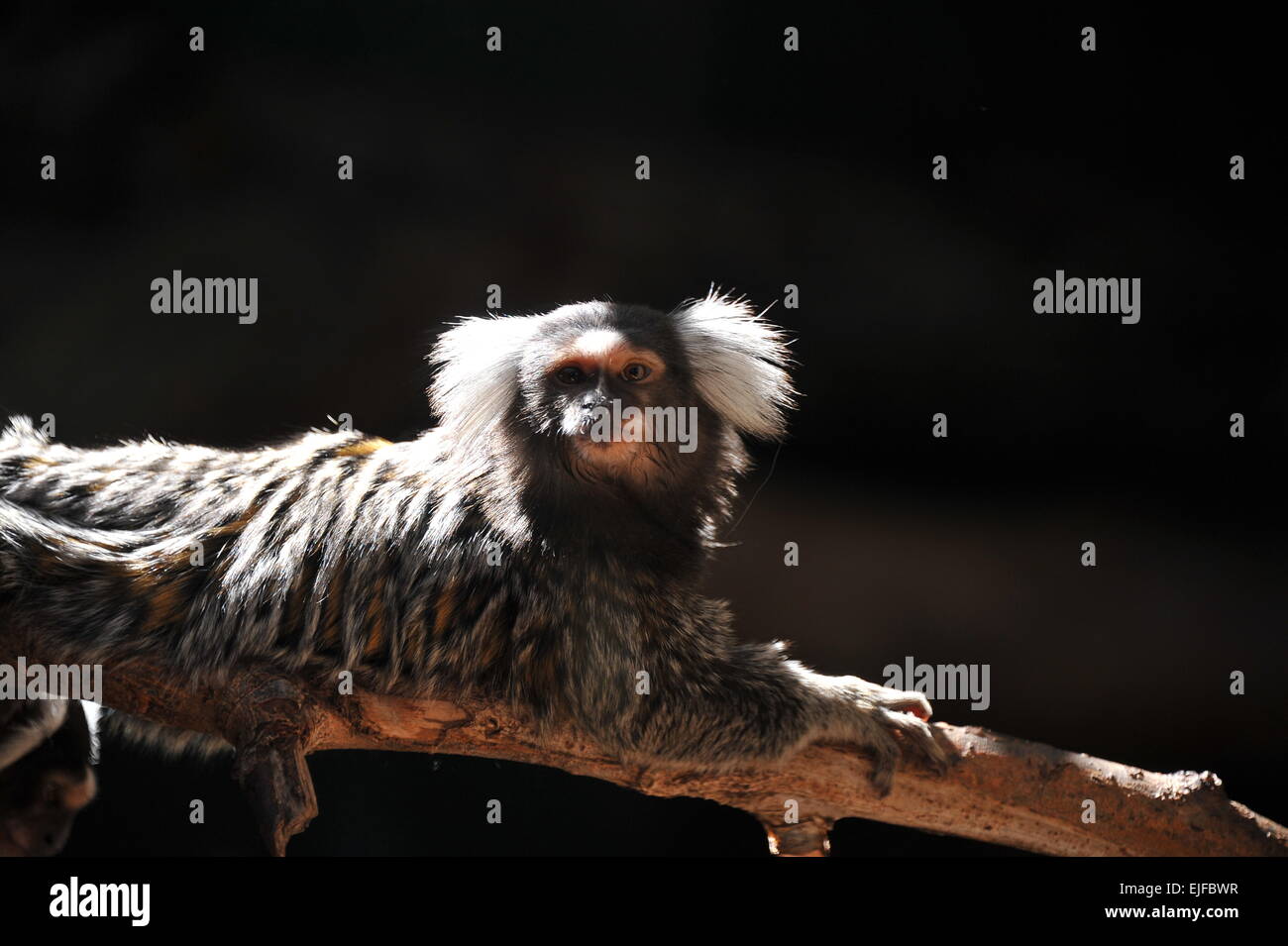 Cute marmoset hi-res stock photography and images - Alamy