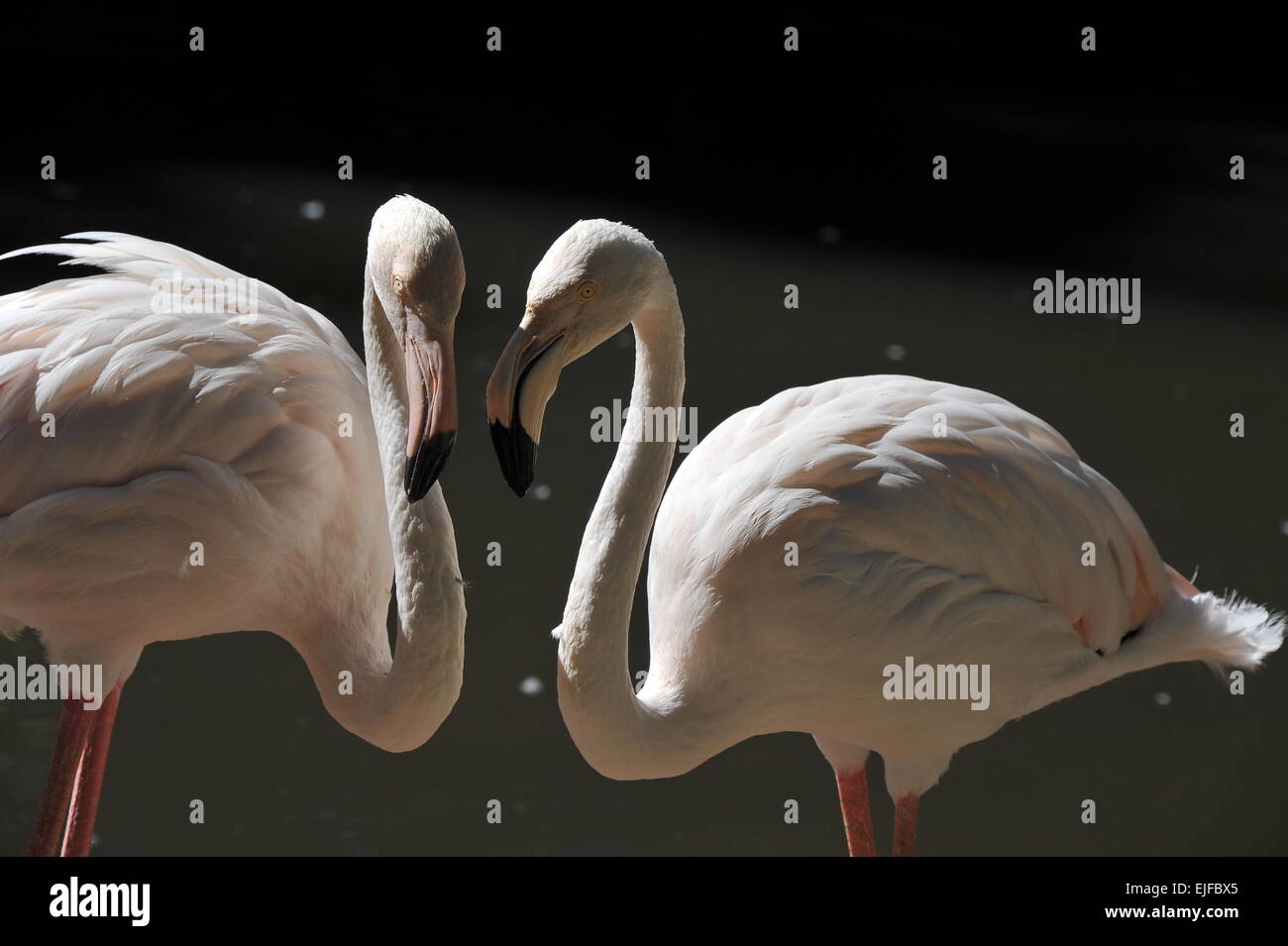 Pretty flamingos hi-res stock photography and images - Alamy