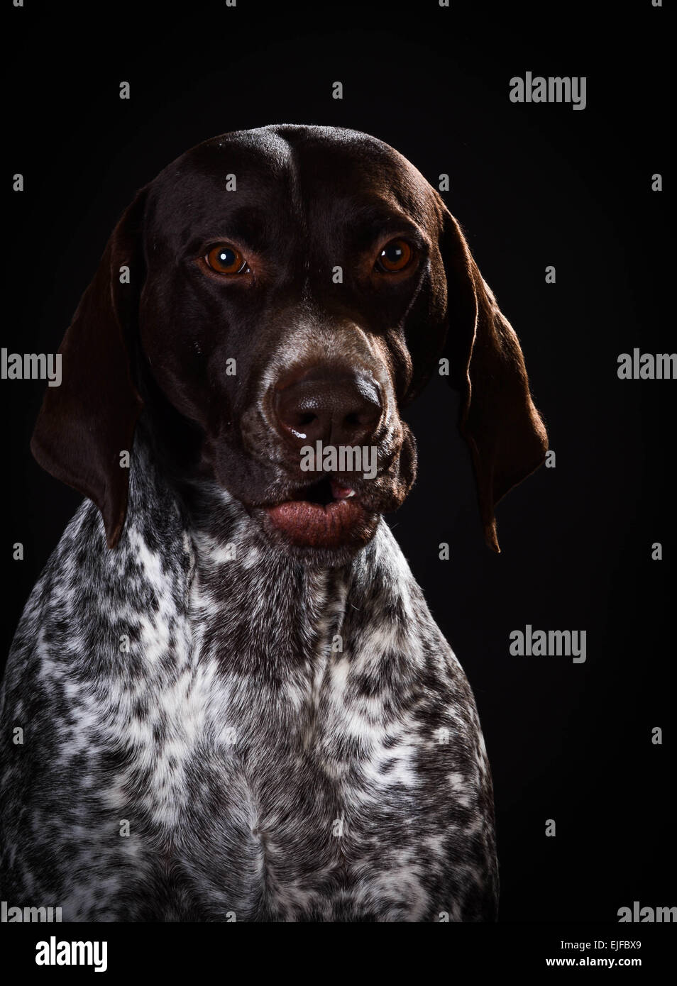 German Shorthair Memes Funny German Shorthaired Pointer Gsp Dog Quote