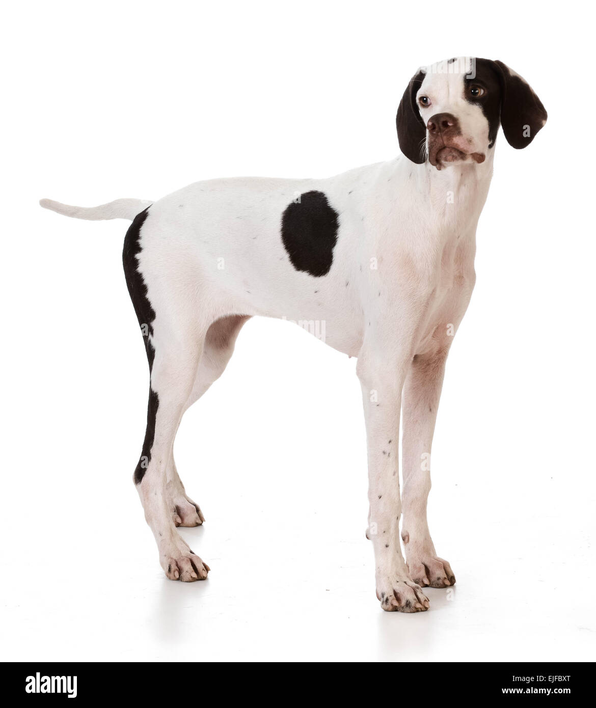 pointer puppy standing on white background Stock Photo - Alamy