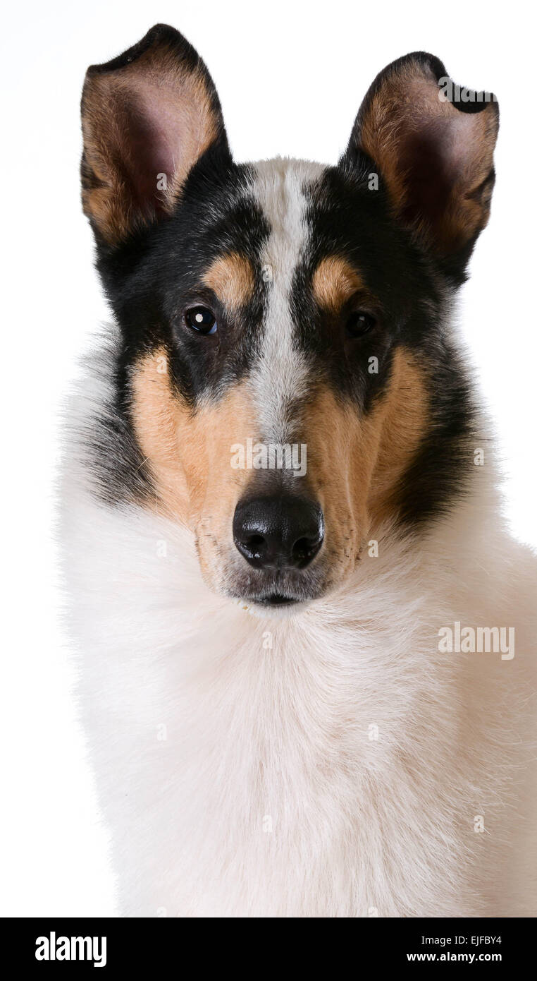 smooth haired collie portrait on white background Stock Photo - Alamy