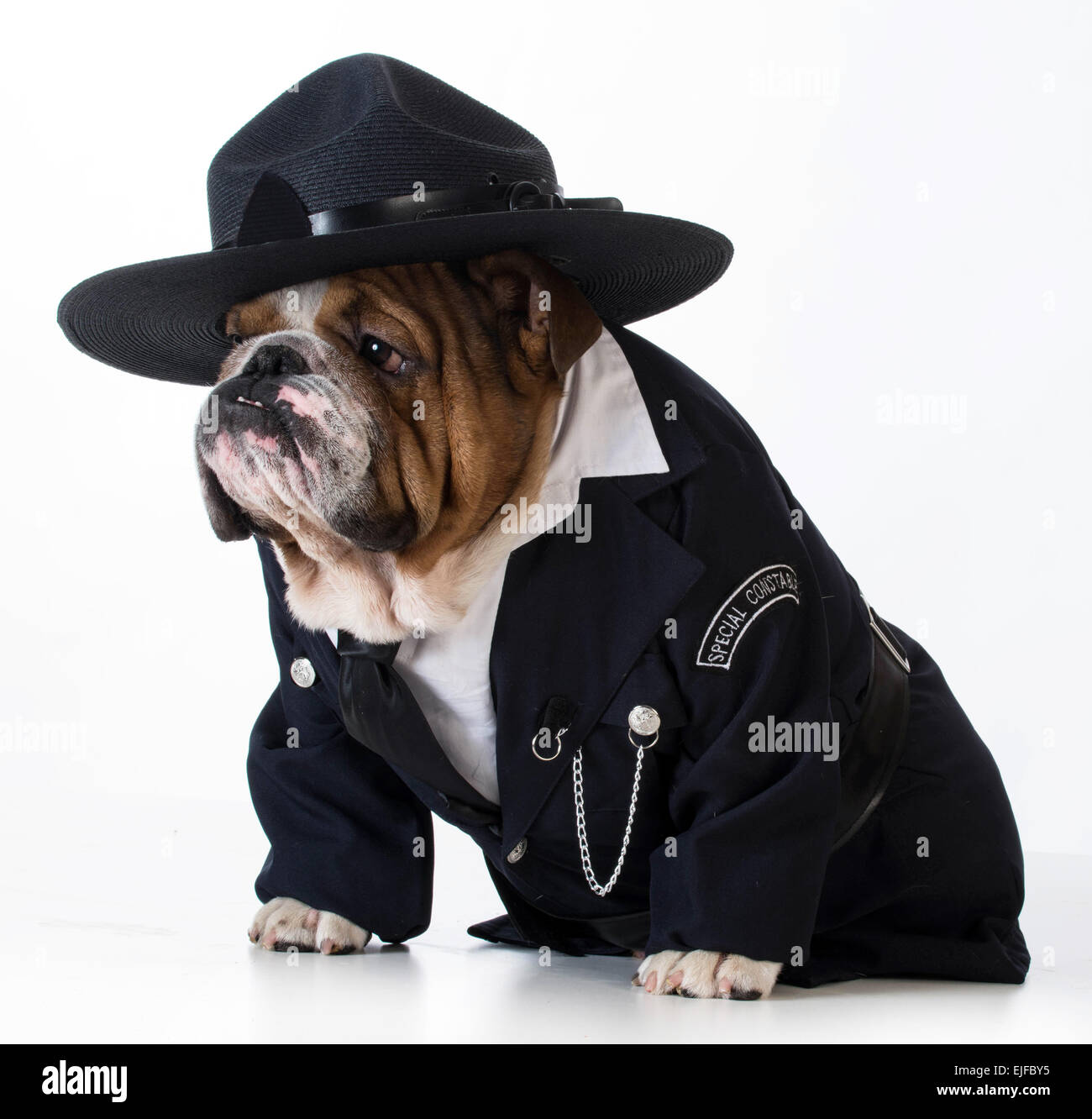 police officer or dog catcher - english bulldog wearing costume on ...