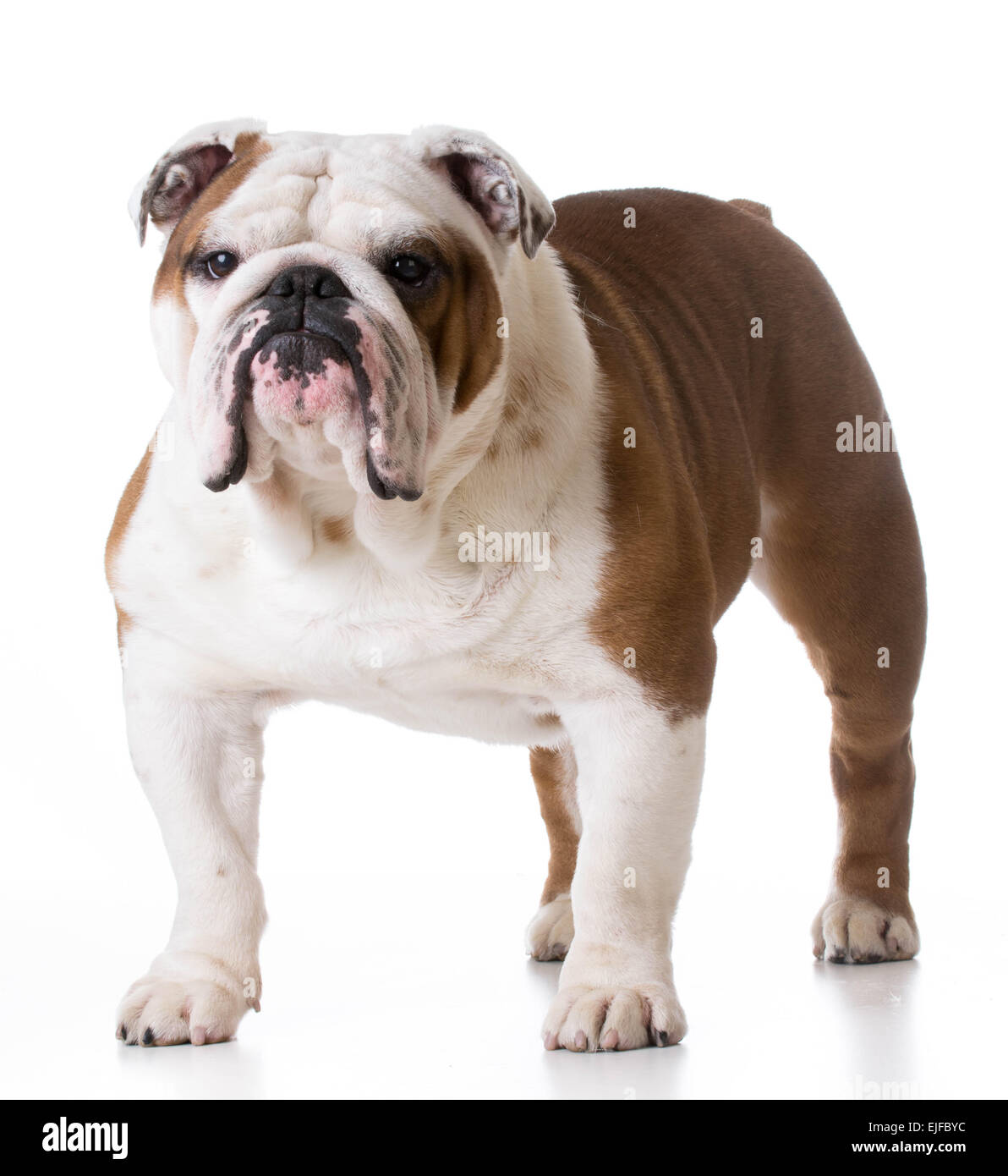 Viewer reflection Cut Out Stock Images & Pictures - Alamy