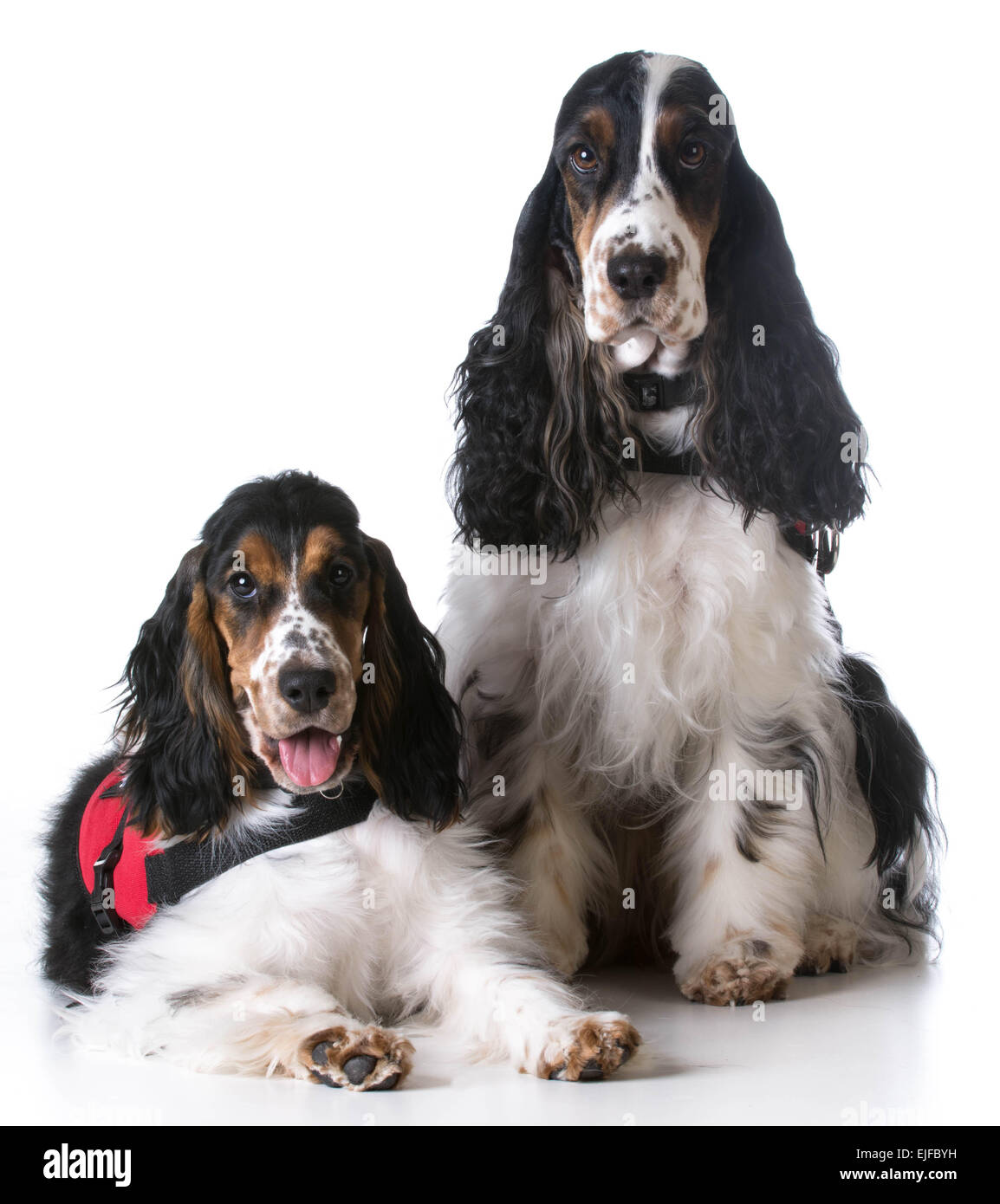 service dogs - two english cocker spaniels wearing vests on white ...