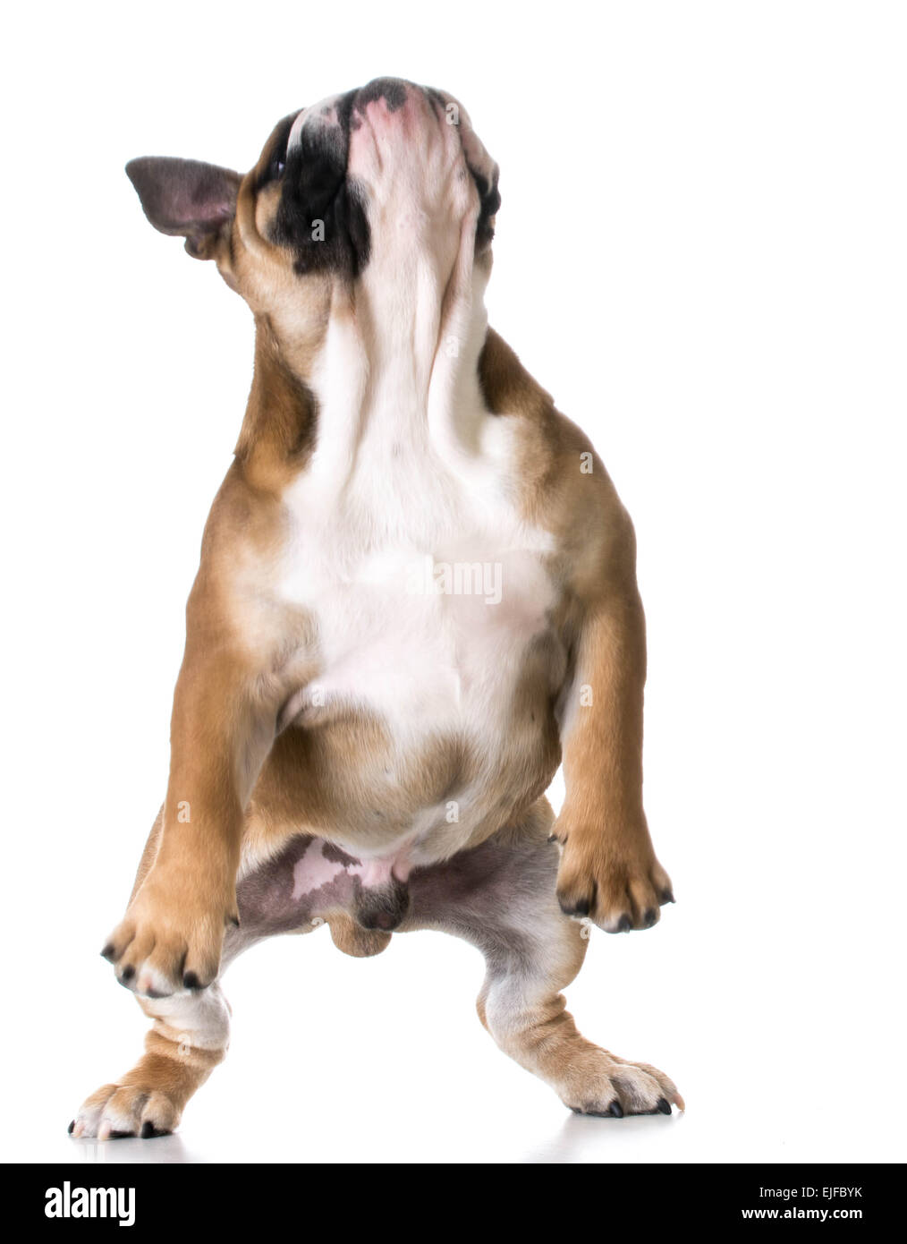 bulldog jumping up on back legs on white background Stock Photo - Alamy