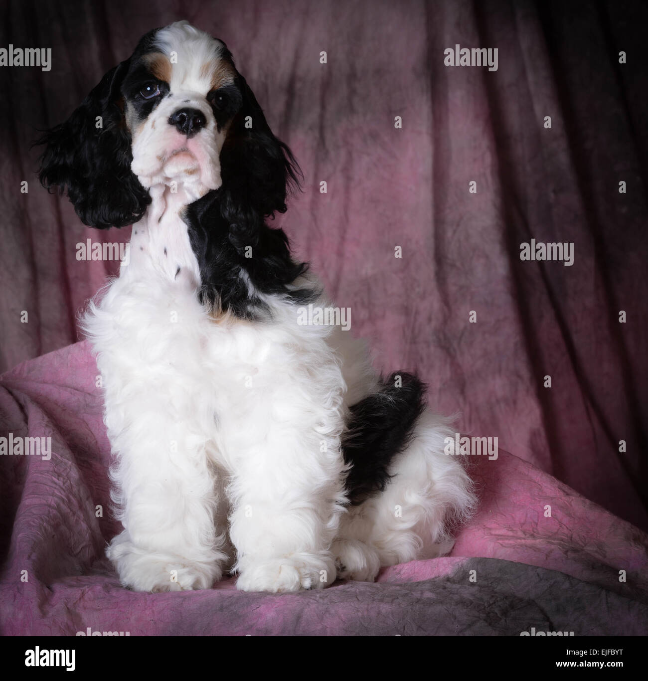 cute portrait of tri-color american cocker spaniel puppy on pink ...
