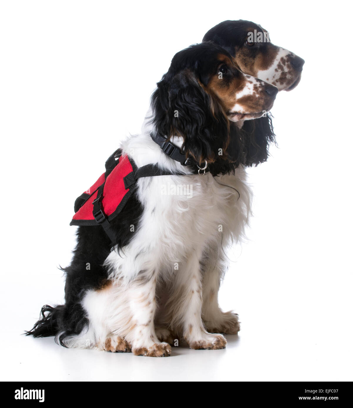 Are Cocker Spaniels Good Service Dogs